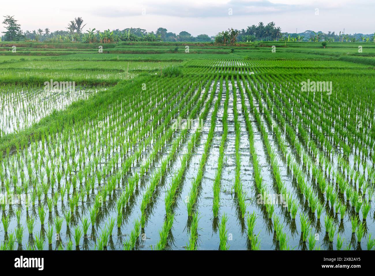 Breathtaking rice fields hi-res stock photography and images - Alamy
