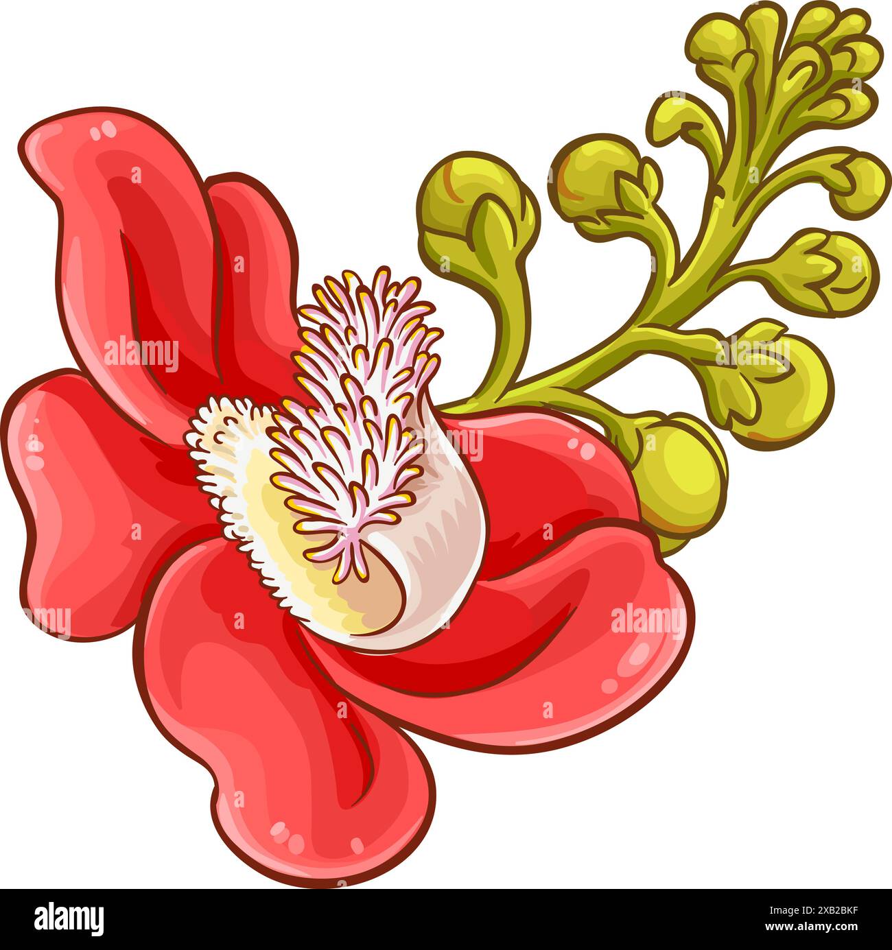 Brazil nut flowers Stock Vector Images - Alamy