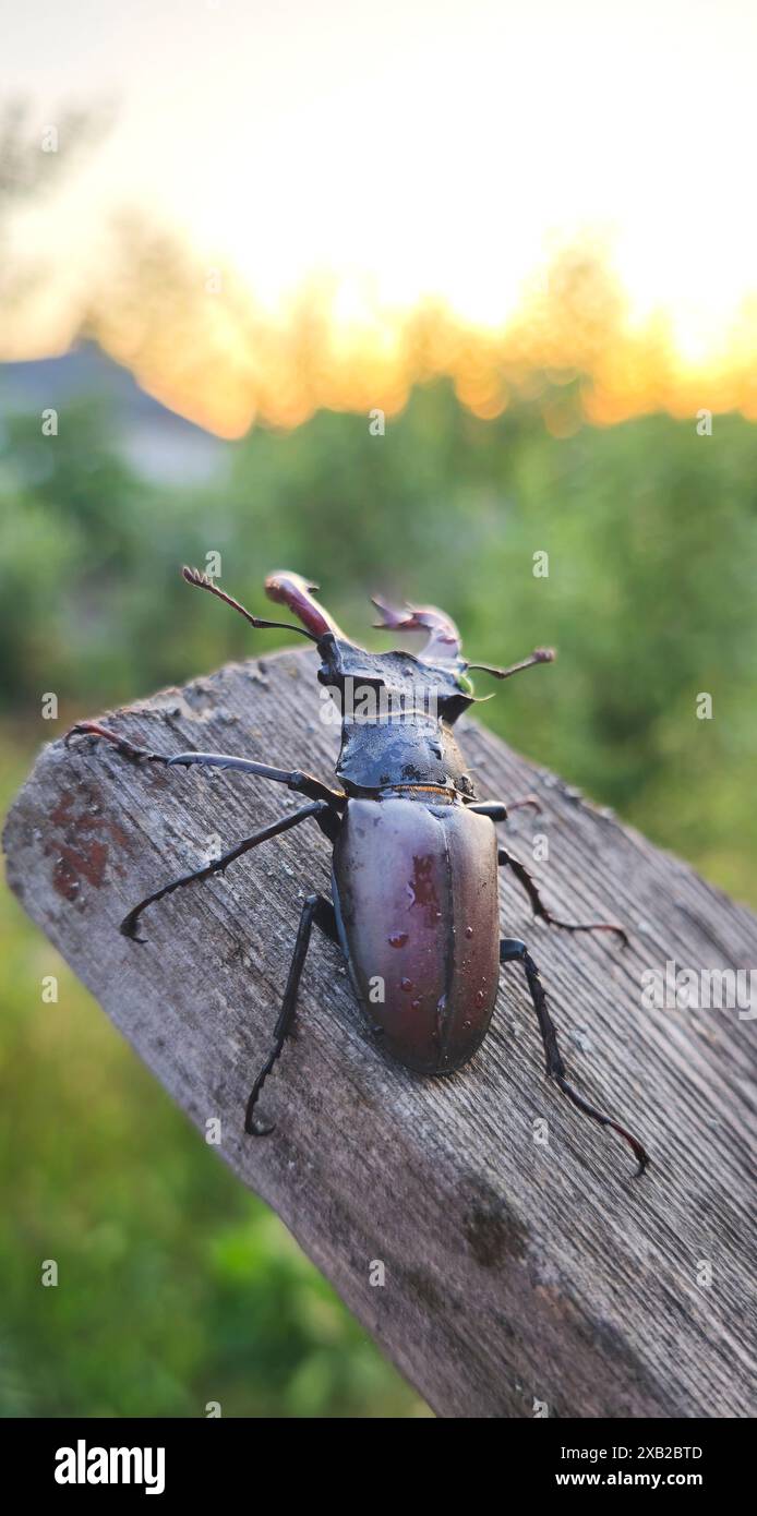 stag beetle sits on a stump at sunset Stock Photo - Alamy