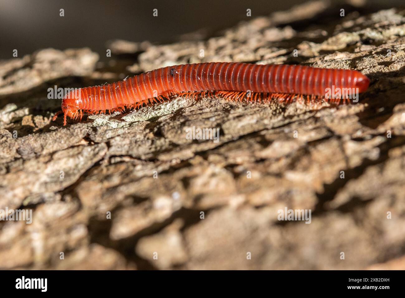 Millipede adaptation hi-res stock photography and images - Alamy