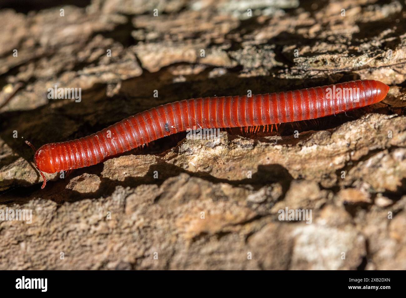 Rusty Millipede (Trigoniulus corallinus Stock Photo - Alamy