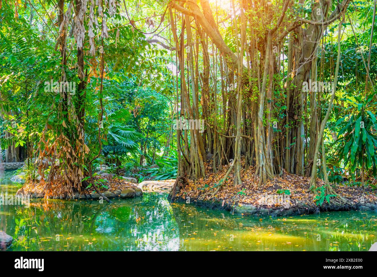 Dense growths of tropical plants and trees in the swampy lake river ...