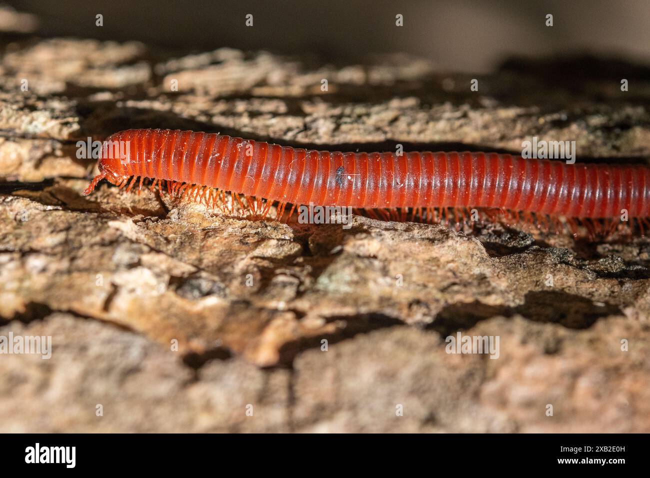 Invasive millipede hi-res stock photography and images - Alamy