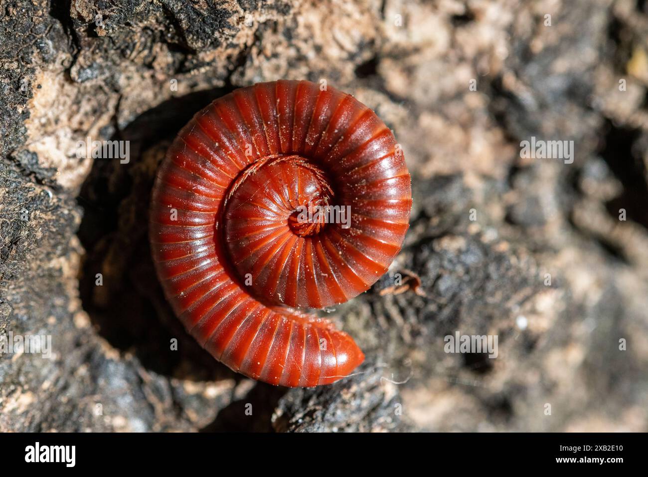 Millipede native to southeast asia hi-res stock photography and images ...