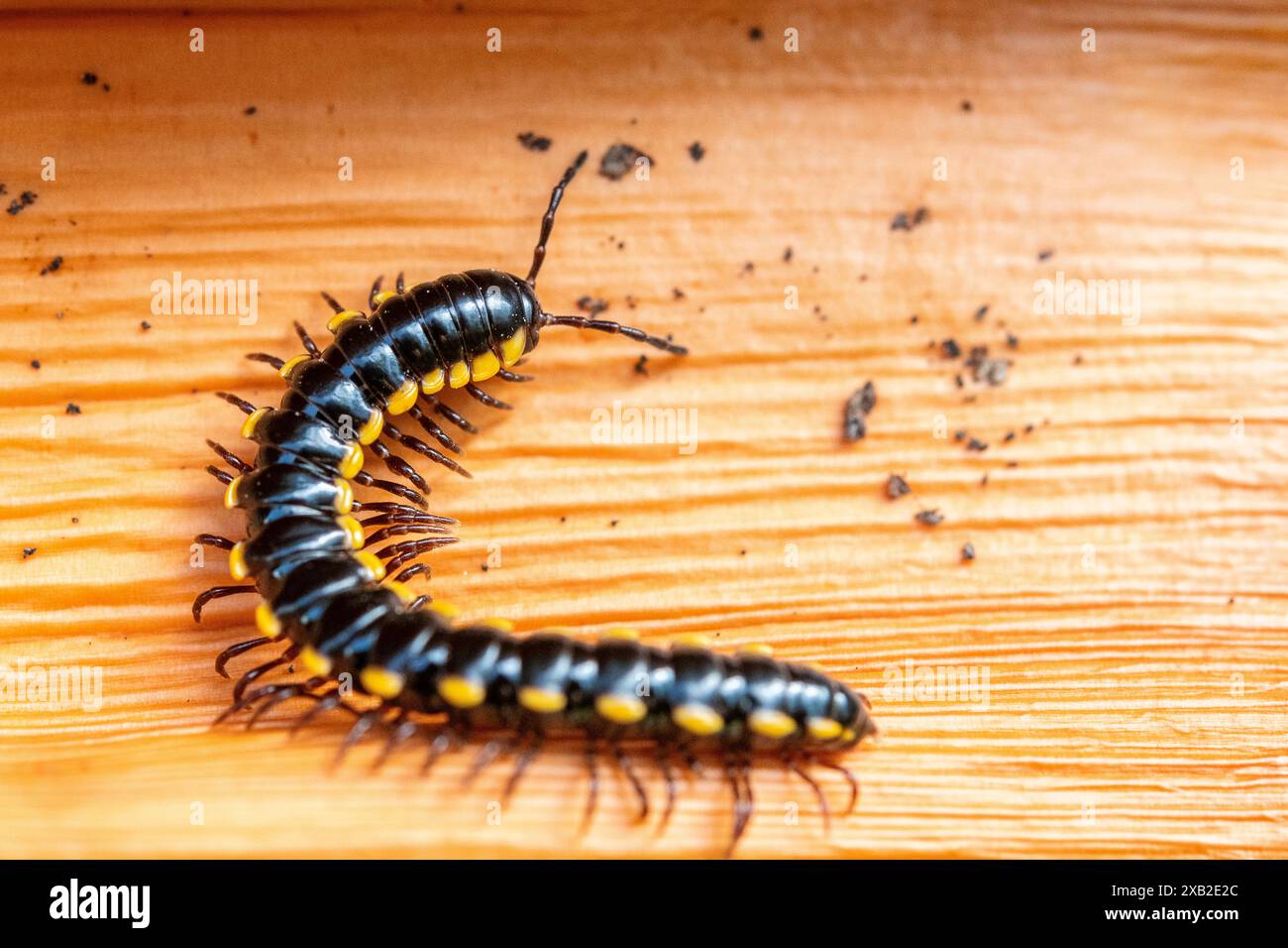 Black and Yellow Millipede (Anoplodesmus saussurii) from ...