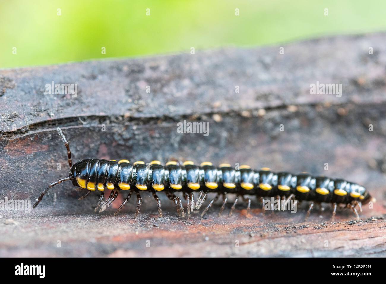 Black and Yellow Millipede (Anoplodesmus saussurii) from ...