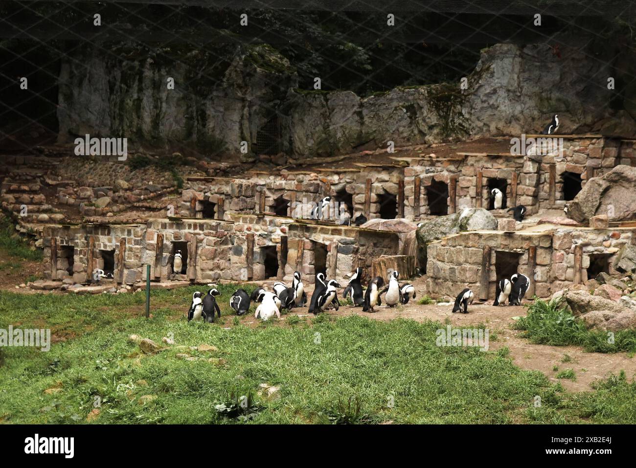 Many african penguins, green background, zoo enclosure. Penguin colony ...