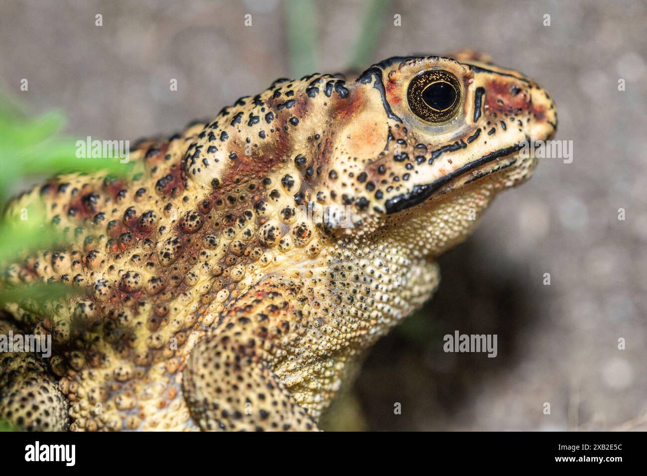 Asian Common Toad (Duttaphrynus melanostictus Stock Photo - Alamy