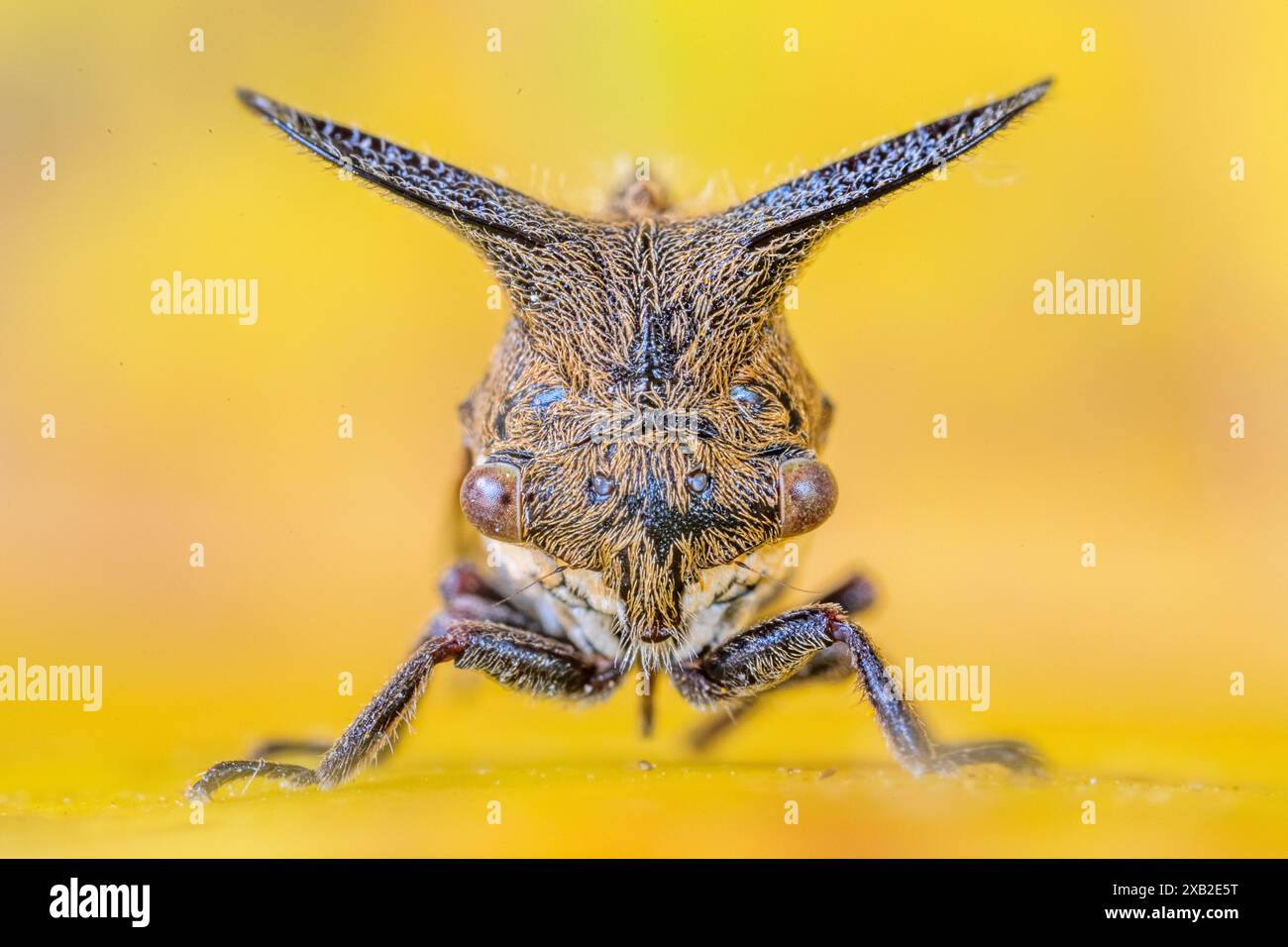 Thorn Mimic Treehopper (Leptocentrus taurus): Unique Insect of the ...