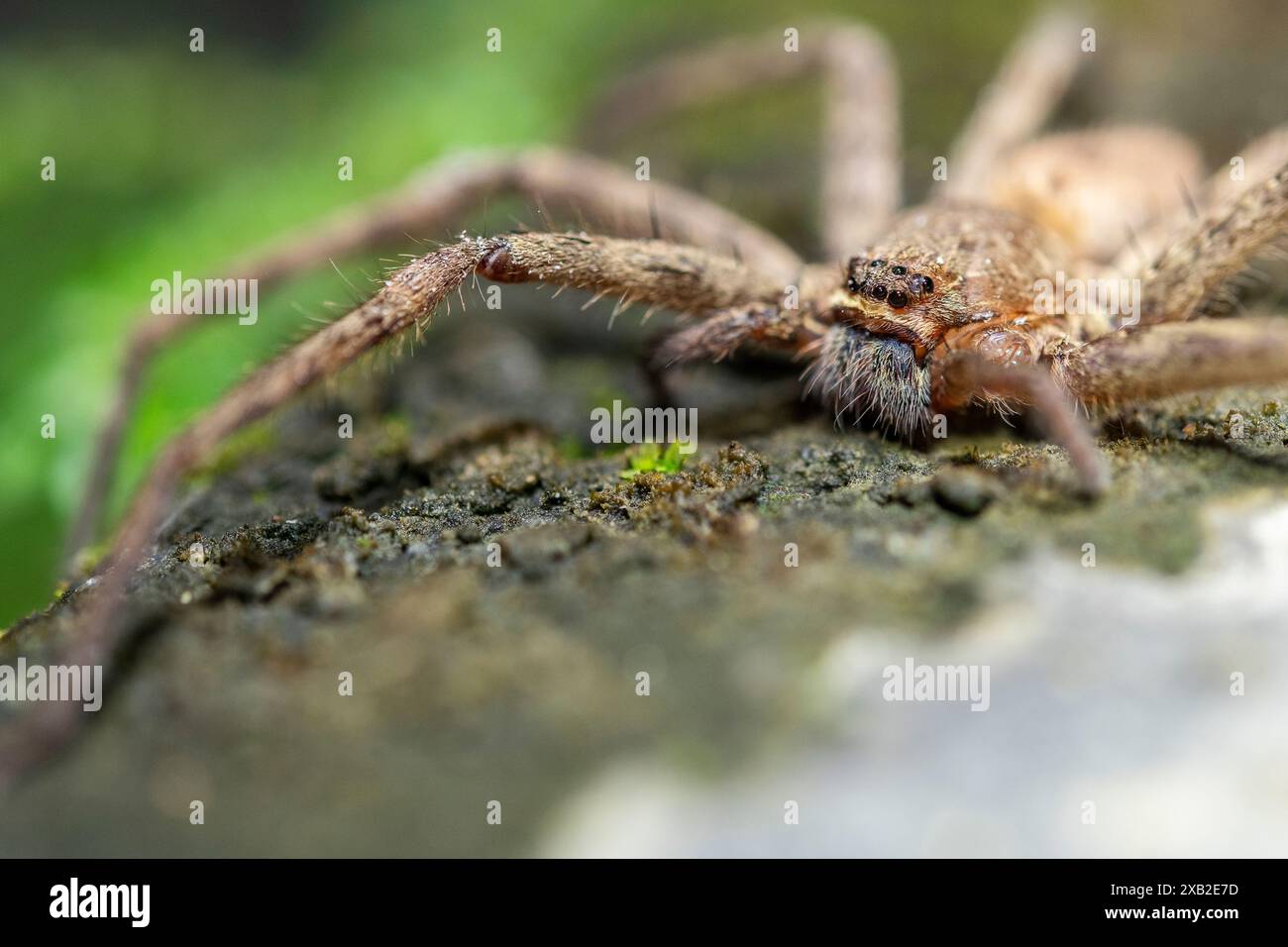 Huntsman Spider (Heteropoda venatoria): The Babouk of the Sparassidae ...