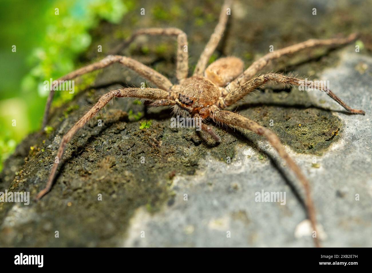 Huntsman Spider (Heteropoda venatoria): The Babouk of the Sparassidae ...