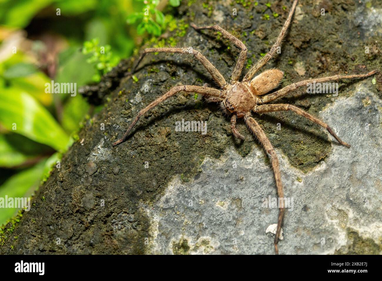 Huntsman spiders heteropoda hi-res stock photography and images - Alamy
