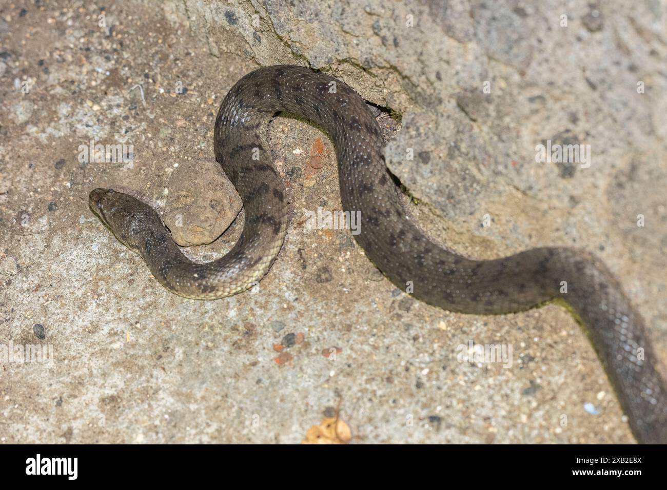 Dog-faced Water Snake (Cerberus schneiderii): Portrait with Eyes on Top ...