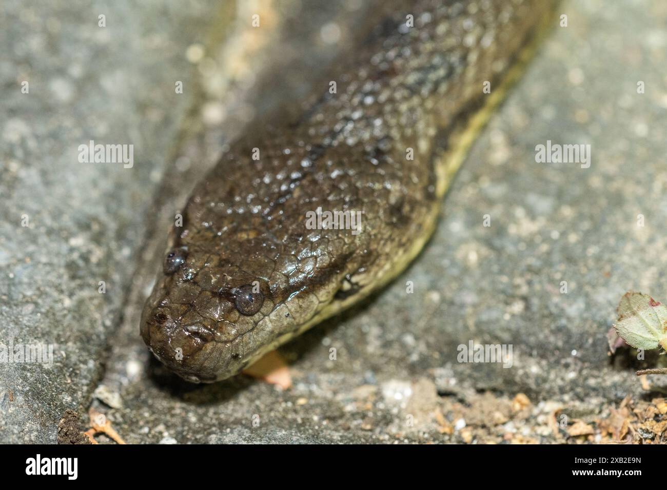 Dog-faced Water Snake (Cerberus schneiderii): Portrait with Eyes on Top ...