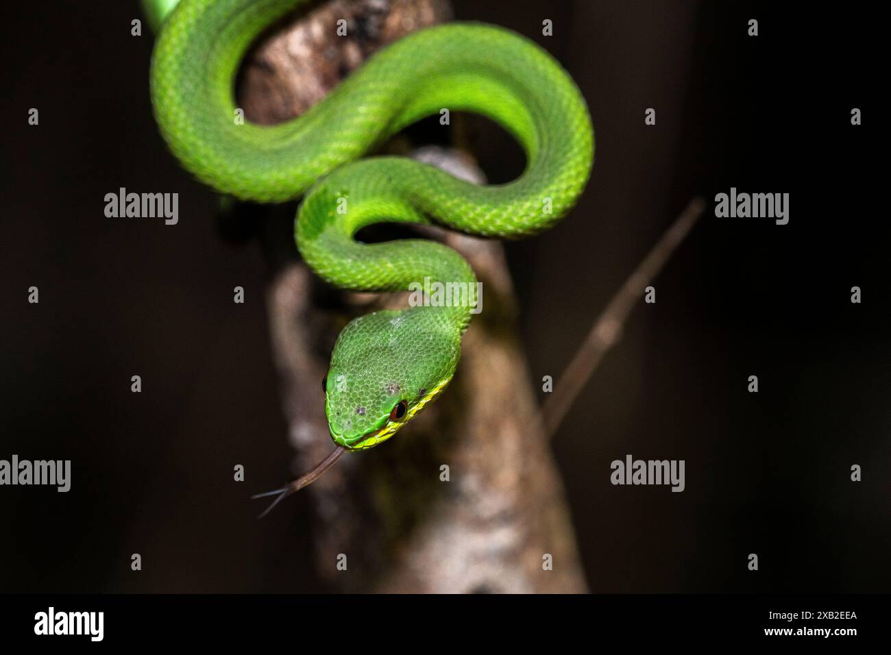 White-Lipped Island Pit Viper (Trimeresurus insularis): Nocturnal ...