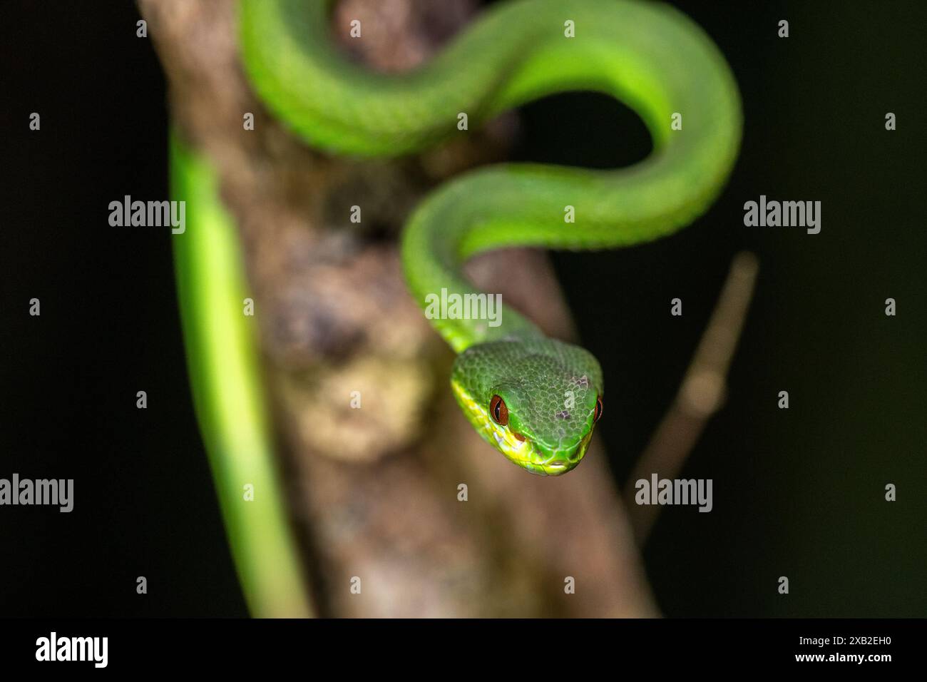 White-Lipped Island Pit Viper (Trimeresurus insularis): Nocturnal ...
