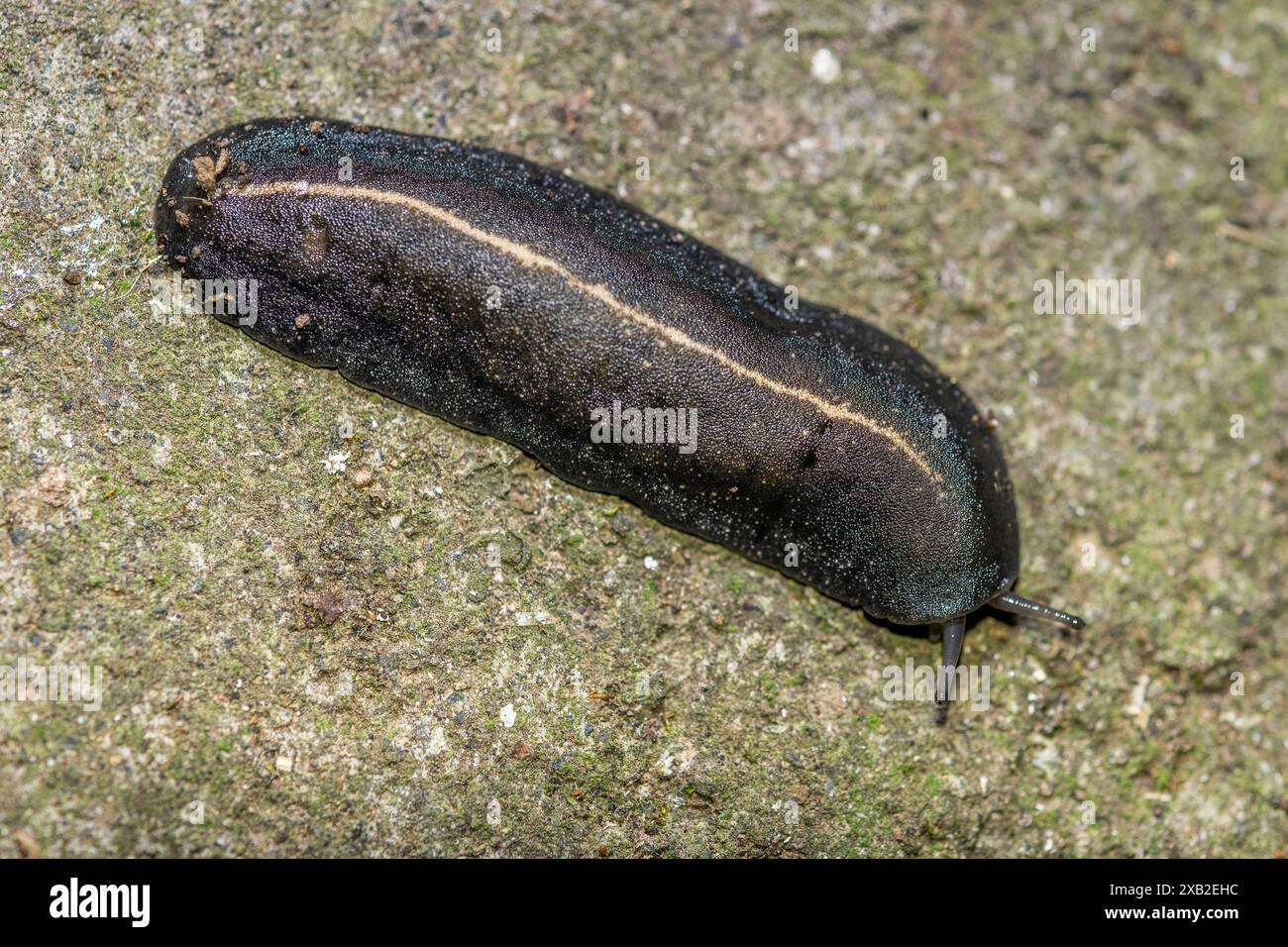Tropical Leatherleaf Slug (Laevicaulis alte): A Widespread Invasive ...