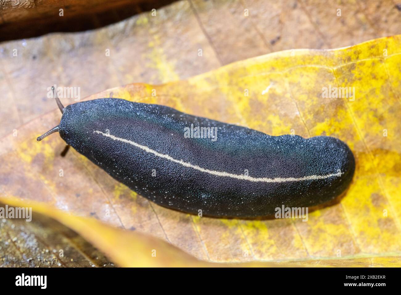 Tropical Leatherleaf Slug (Laevicaulis alte): A Widespread Invasive ...