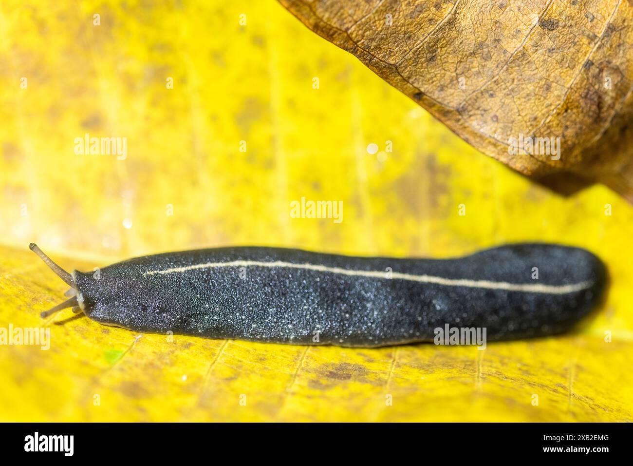 Tropical Leatherleaf Slug (Laevicaulis alte): A Widespread Invasive ...