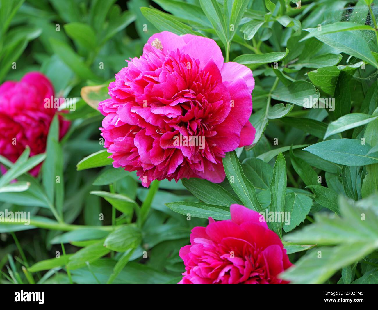 Peony distribution hi-res stock photography and images - Alamy