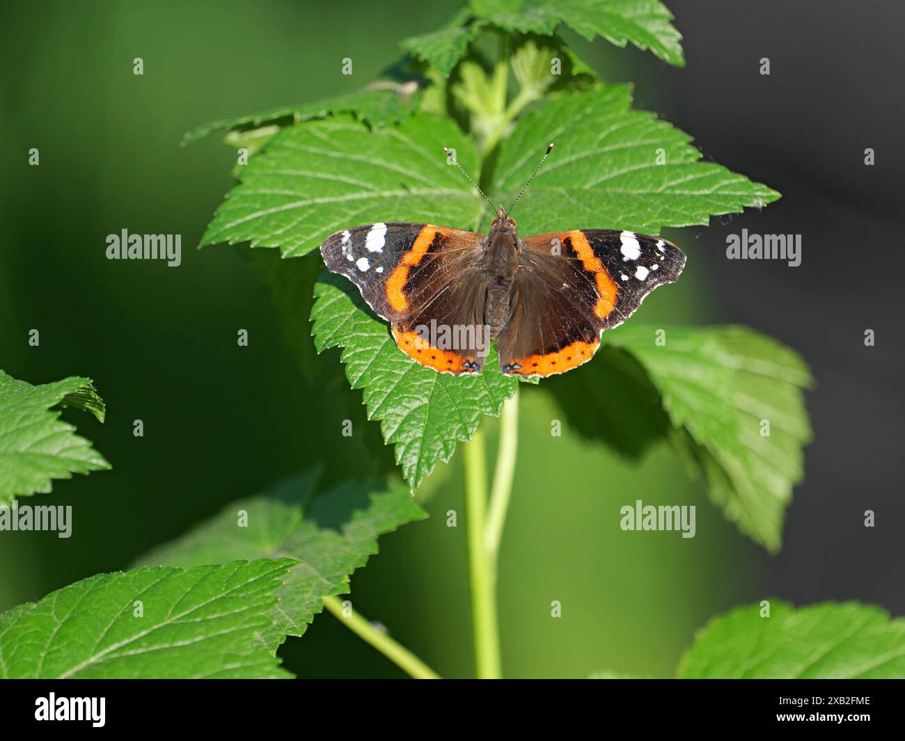 A majestic Admiral butterfly graces the scene, showcasing nature's ...