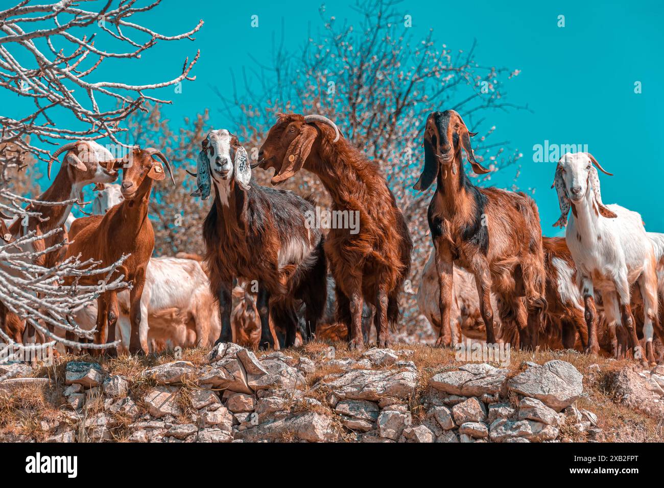 Varied coat colors hi-res stock photography and images - Alamy