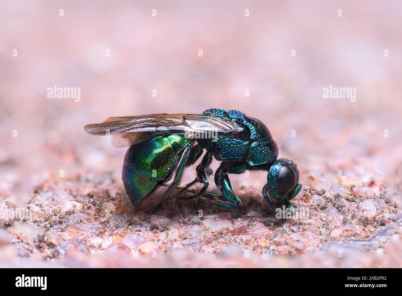 cuckoo wasp extreme closeup (Chrysis angolensis Stock Photo - Alamy