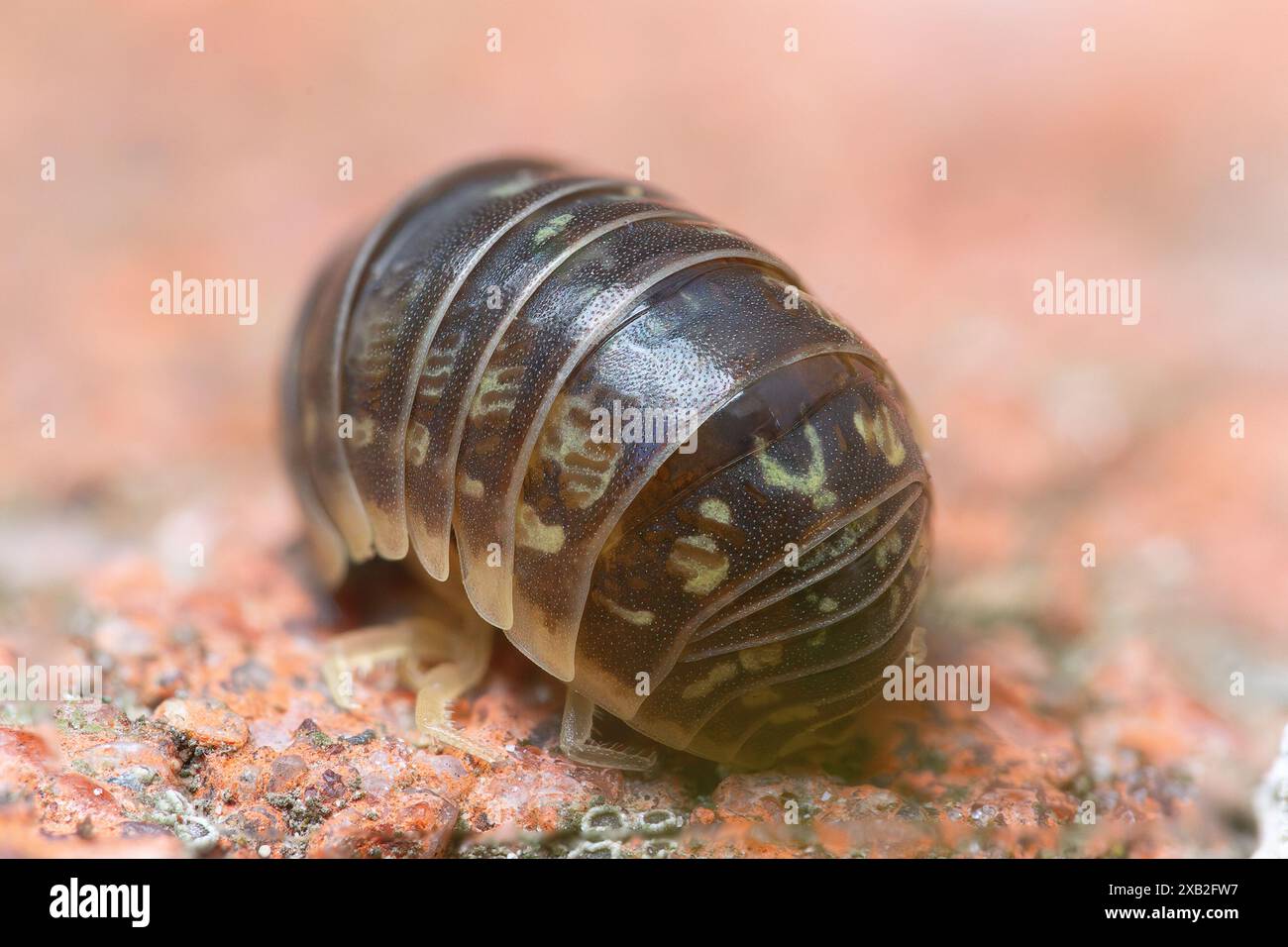 Armadillidium vulgare soil hi-res stock photography and images - Alamy