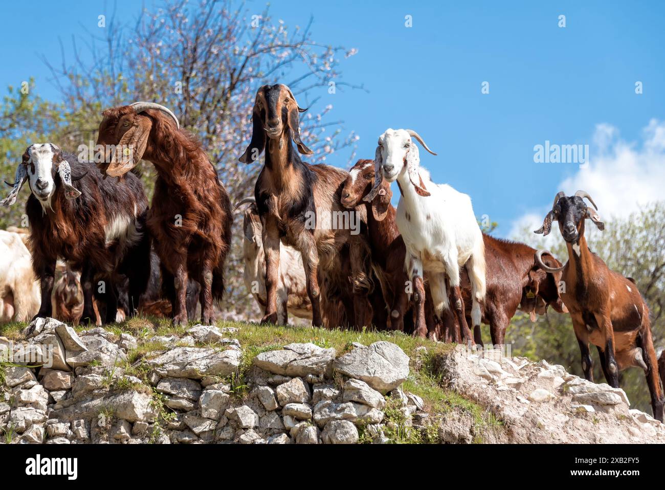 Group of goats congregating on a rocky hillside, enjoying the spring ...