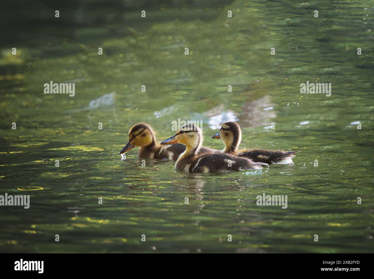 mallard ducklings swimming in formation at the duck pond in the park ...