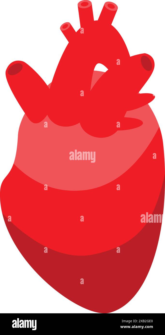 Realistic illustration of a human heart, highlighting its chambers ...