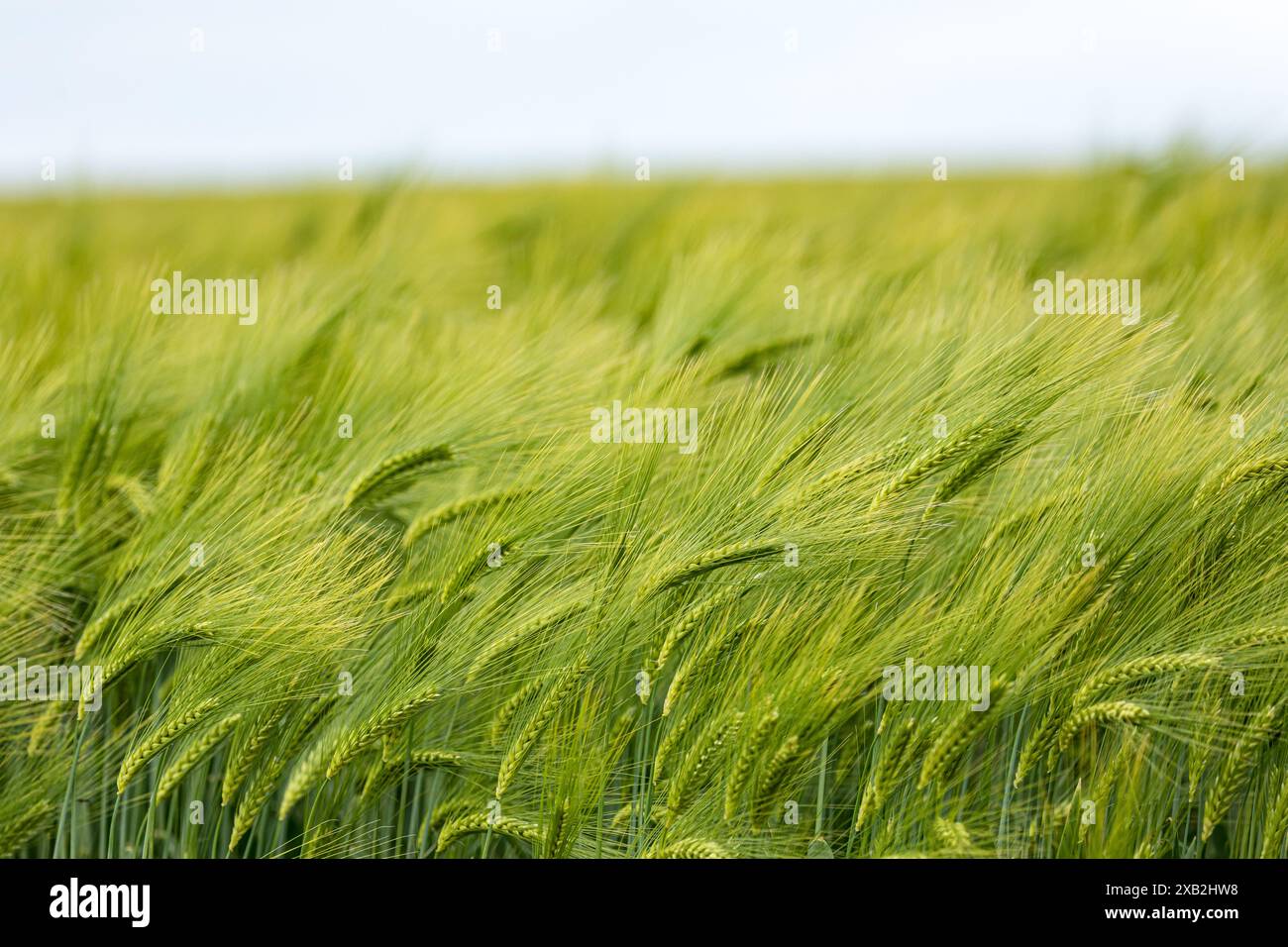 Close-up detailed shot of young green Barley plants growing as crops in ...