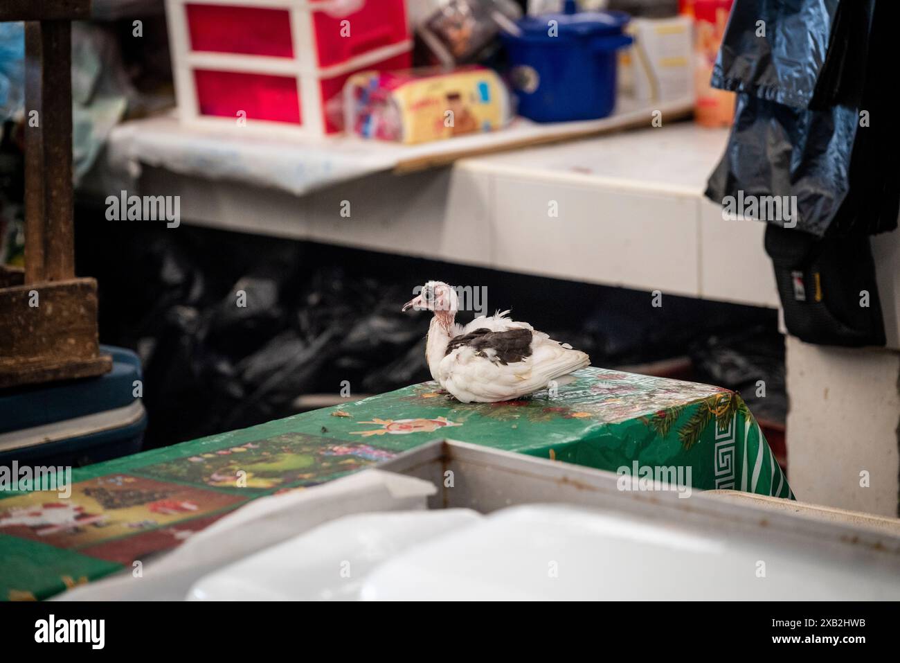 Baby seagull that fell out of a nest, Fish market in La Libertad, a ...