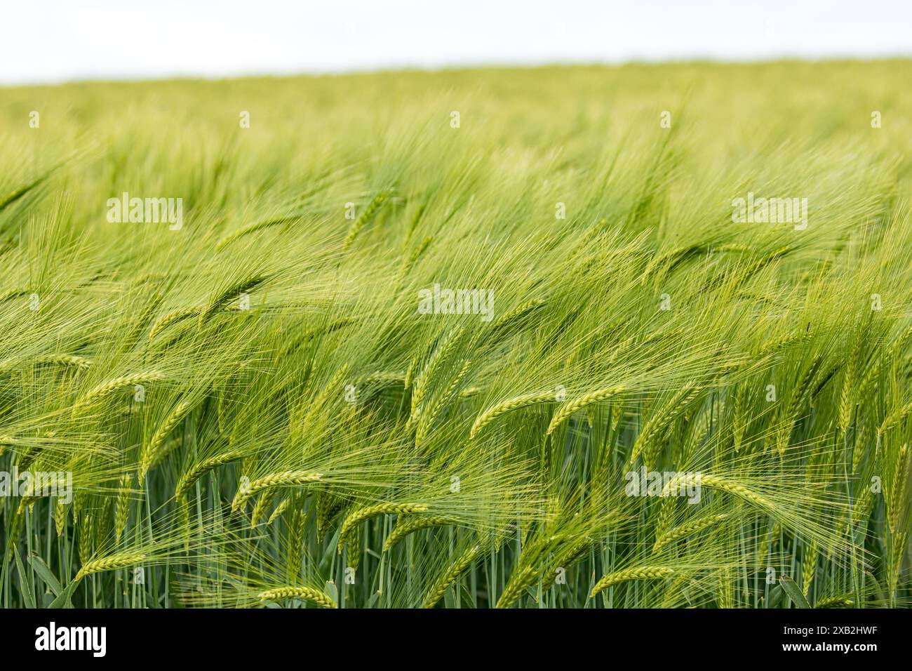 Close-up detailed shot of young green Barley plants growing as crops in ...