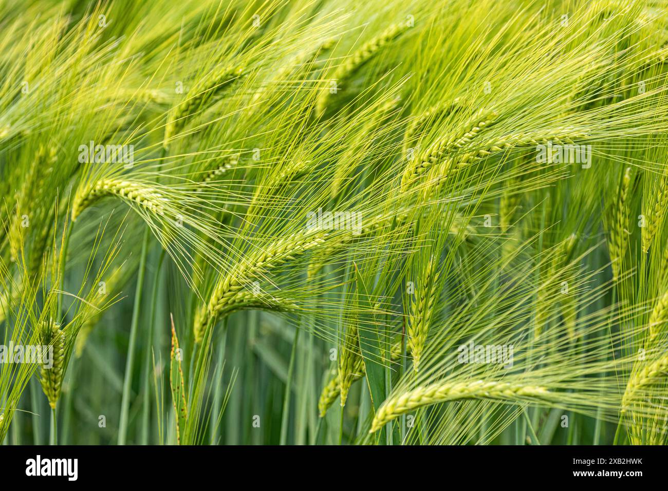 Close-up detailed shot of young green Barley plants growing as crops in ...