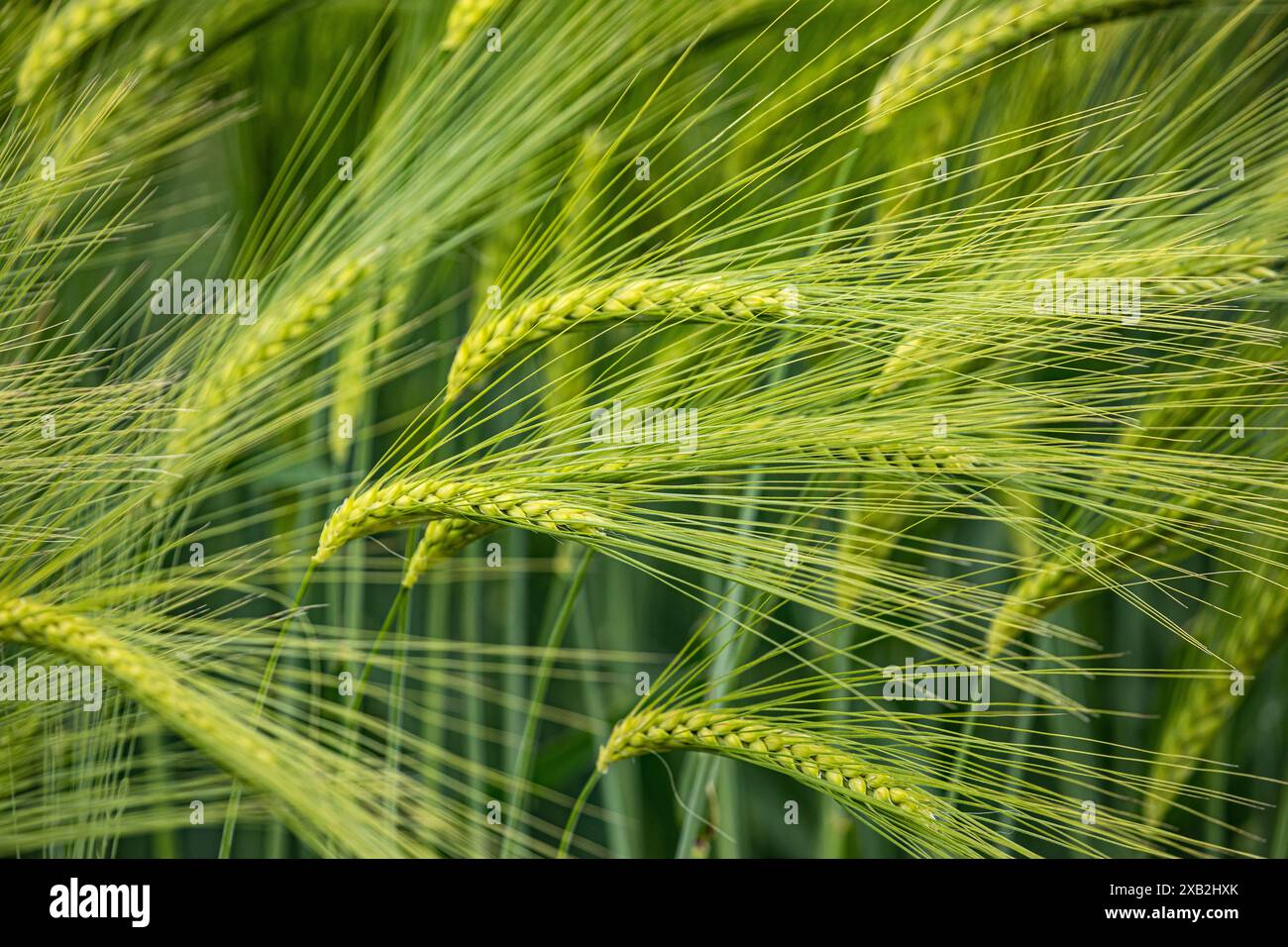 Close-up detailed shot of young green Barley plants growing as crops in ...