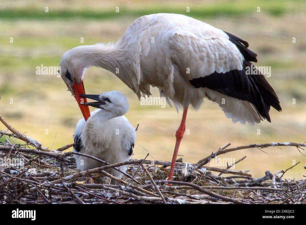 Saxony, Germany. 10 June 2024, Saxony-Anhalt, Schönebeck: A white stork ...