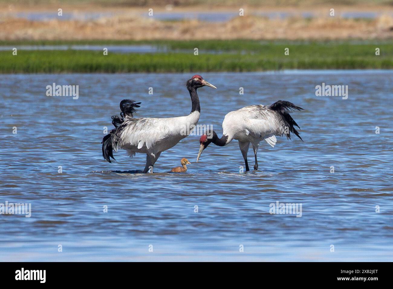 (240610) -- LHASA, June 10, 2024 (Xinhua) -- Two black-necked cranes ...