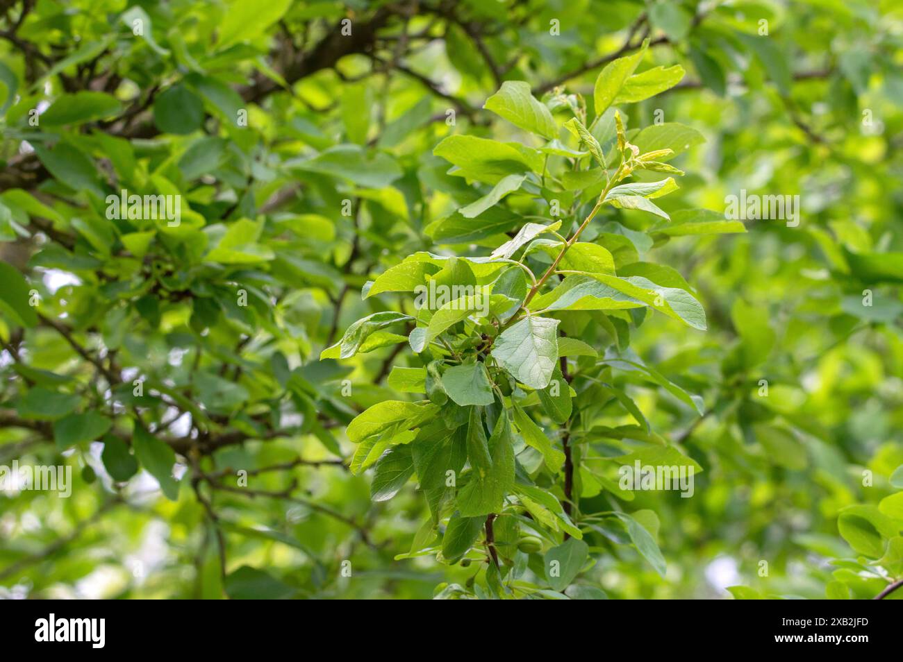 Close Up Leaves Of A Prunus Domestica Opal Tree At Amsterdam The ...
