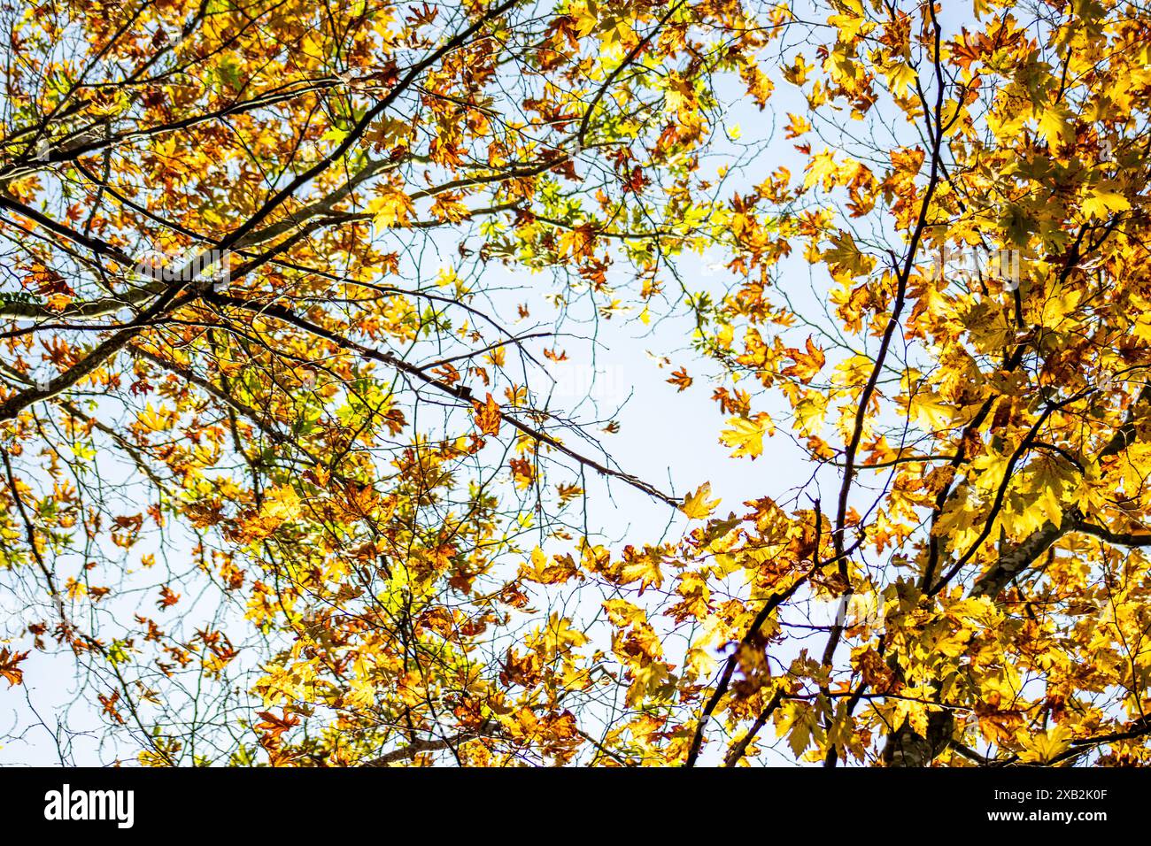 Autumn leaves on branches, representing transformation, nostalgia, and ...