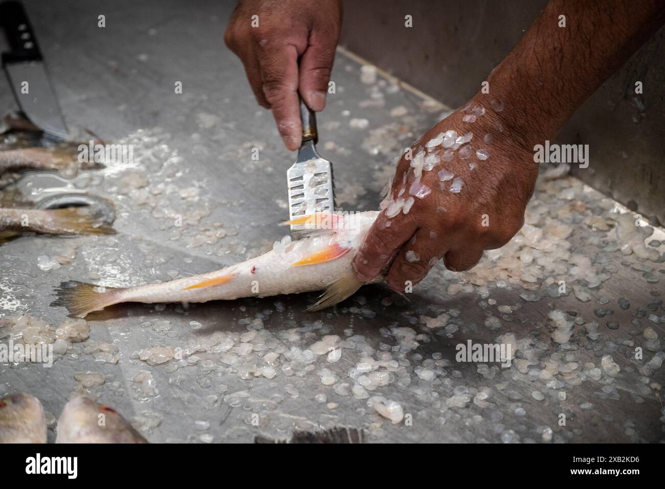 Man descaling fish at the Fish market in La Libertad, a town in El ...