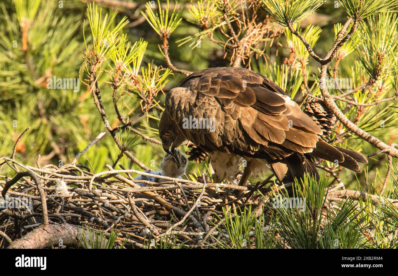 A Short-toed Eagle tenderly feeds its young chick nestled within a pine ...