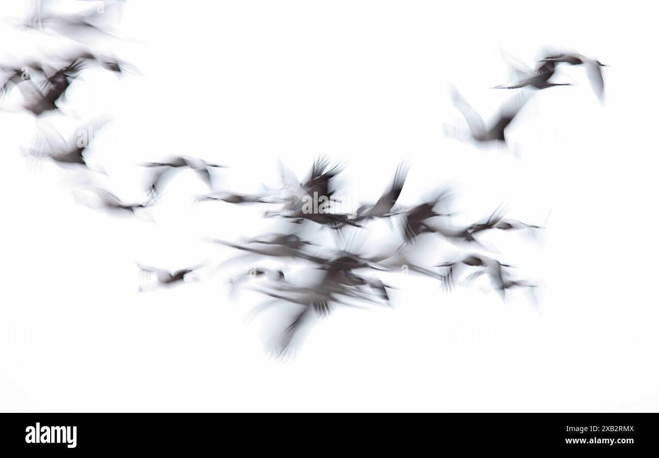 An artistic, high-key photograph capturing cranes in motion The image ...