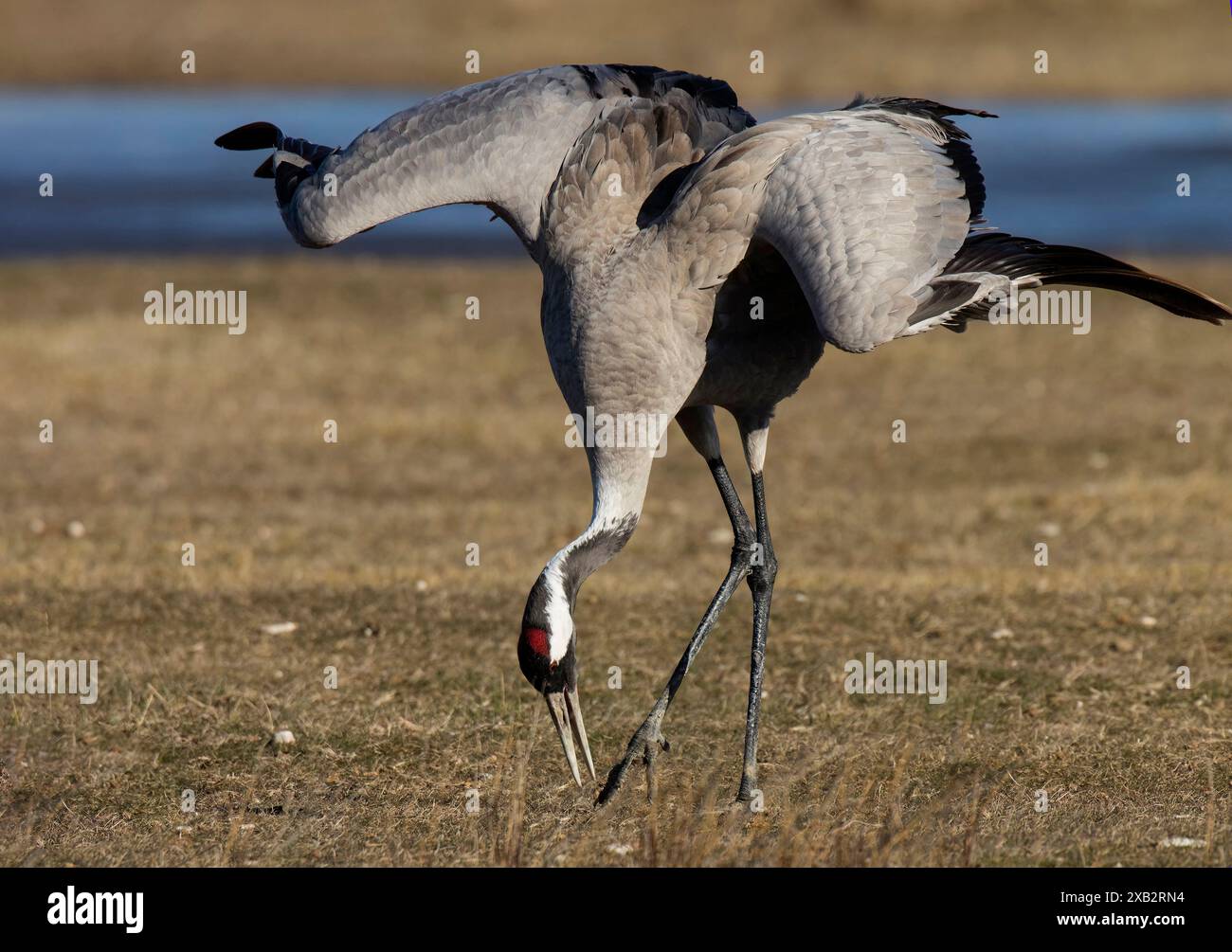 An elegant crane leaning its neck towards the ground while in a ritual ...
