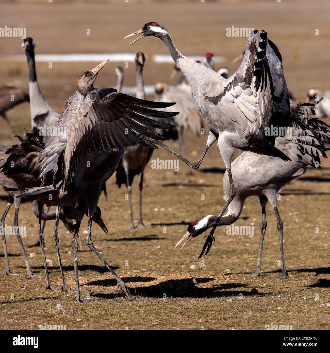 Species behaviors hi-res stock photography and images - Alamy