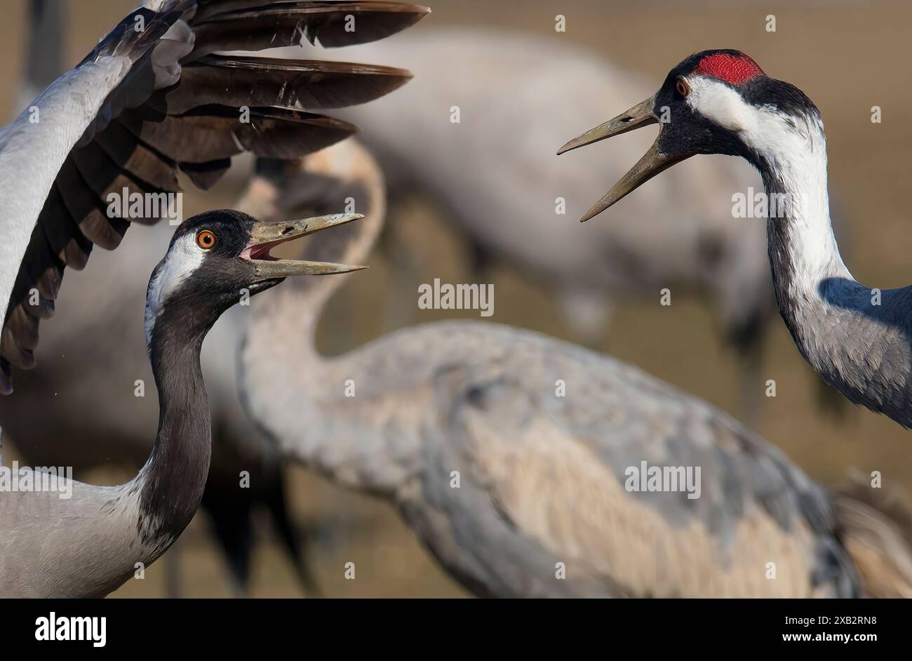 This striking image captures the intense moment between two cranes as ...