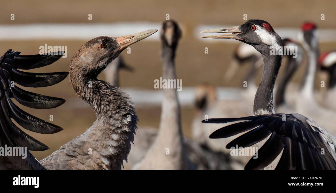 Close-up image showing two cranes, one with a raised wing, interacting ...