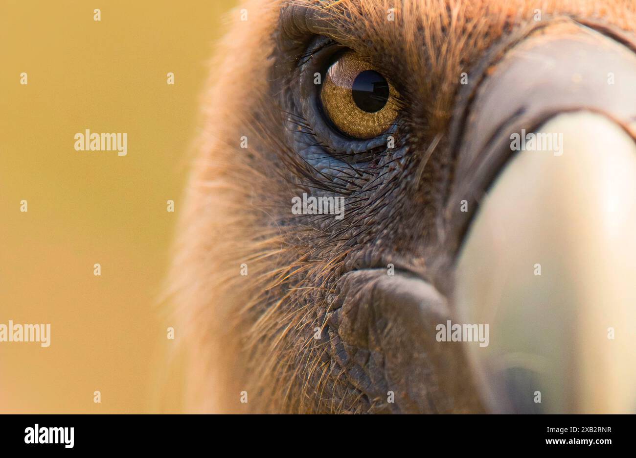 This image captures a detailed close-up of the eye of griffon vulture ...