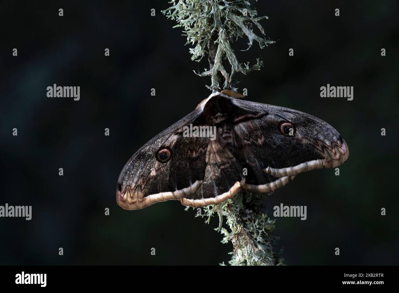 Europes largest moth hi-res stock photography and images - Alamy