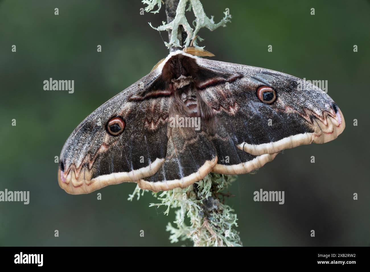 Close-up view of a magnificent Great Peacock moth, Europe's largest ...